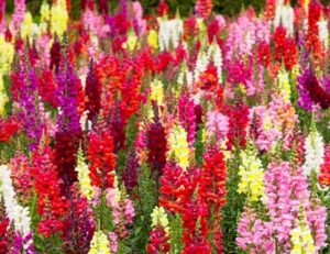 Snapdragon Skull Flower: Myths and Its Unique Transformation